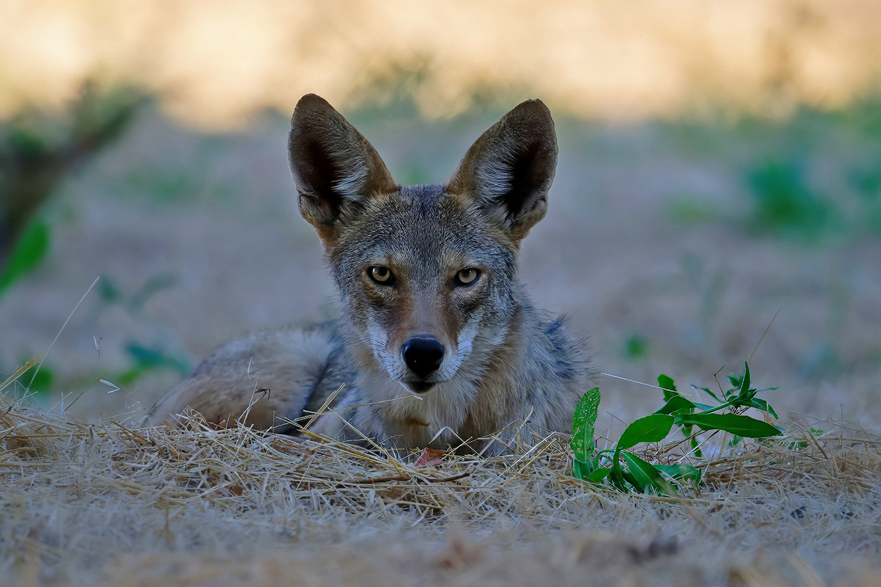 Nature & Wildlife - Photography - FM Forums