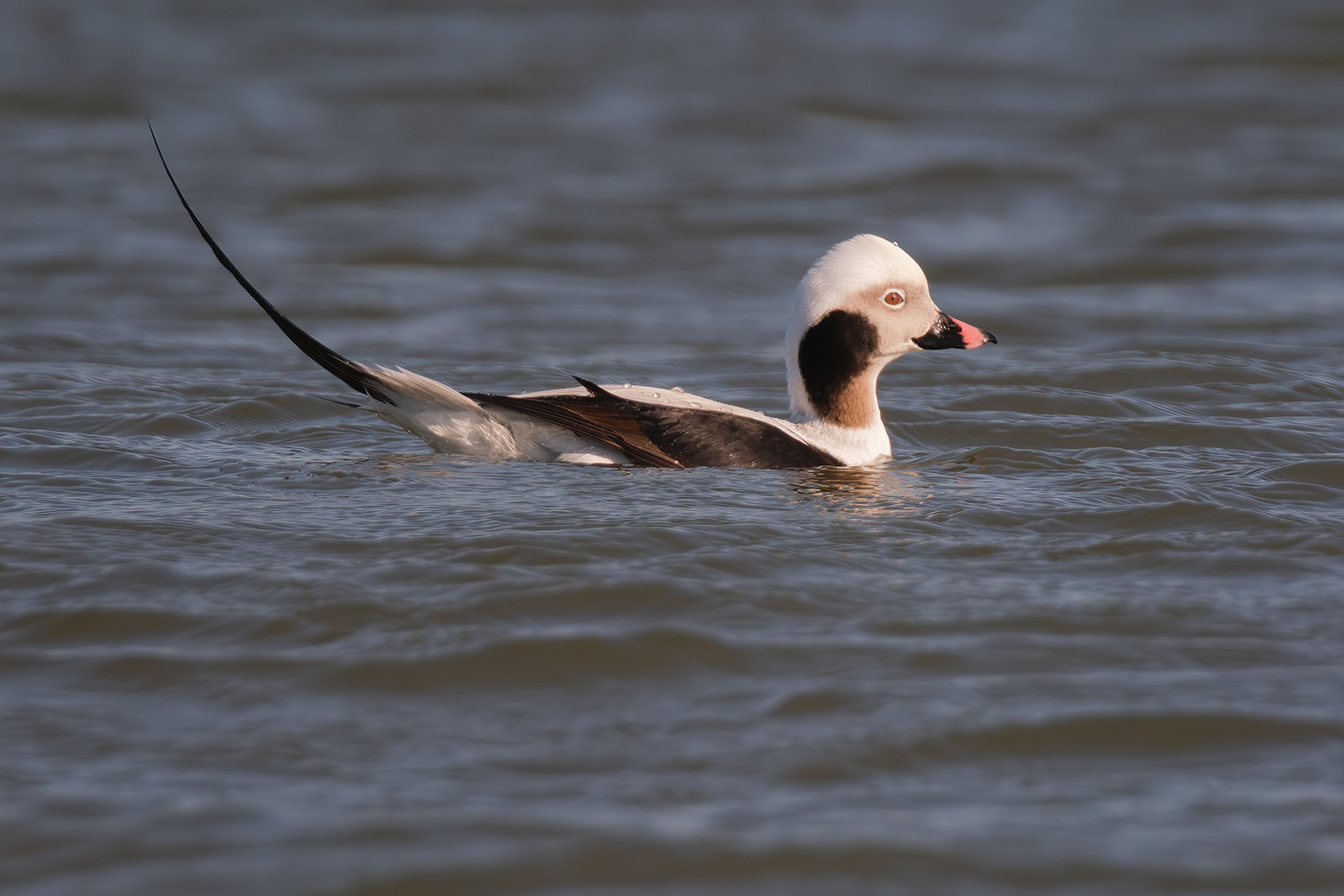 Nature & Wildlife - Photography - FM Forums