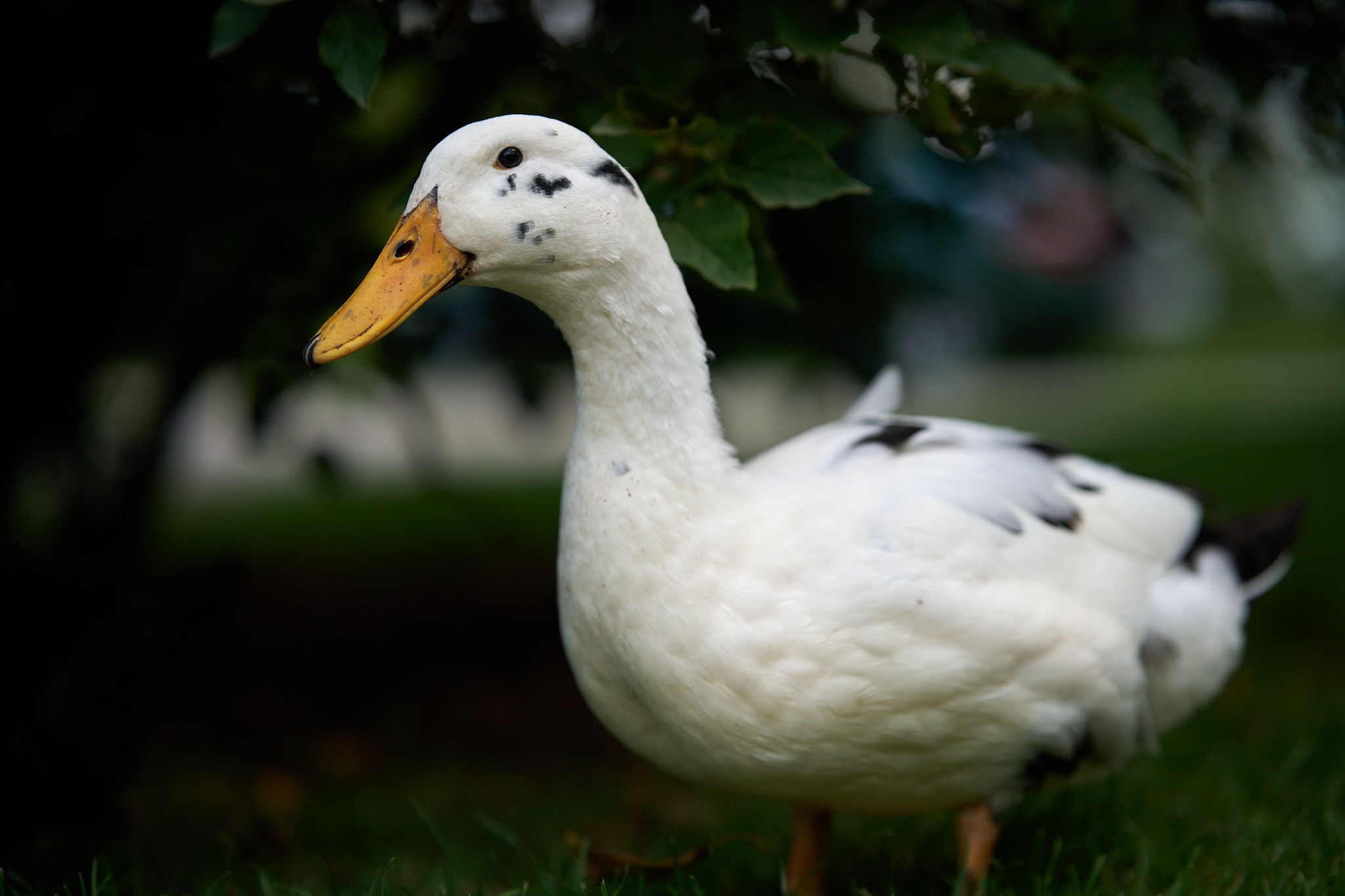 Nature & Wildlife - Photography - FM Forums