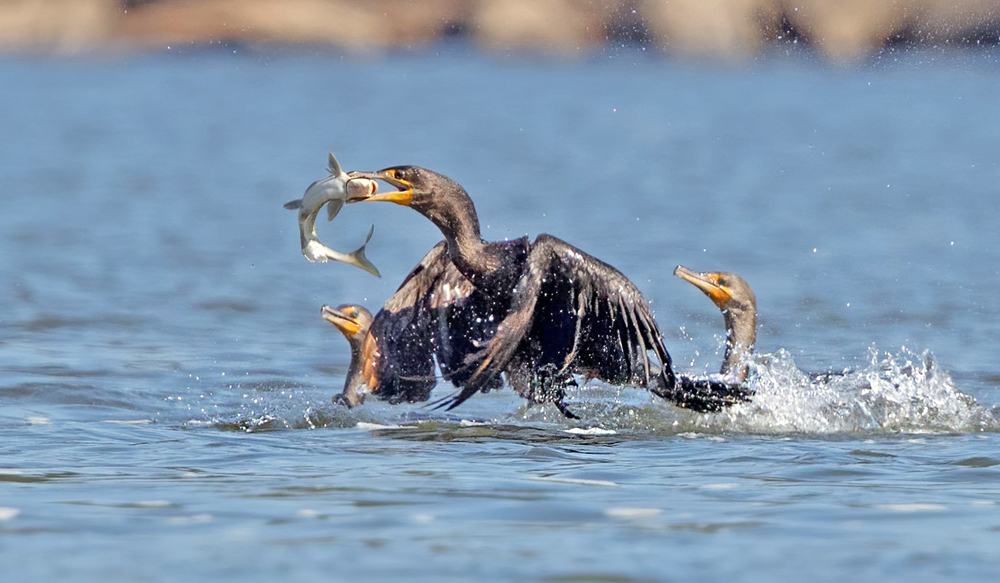 Nature & Wildlife - Photography - FM Forums