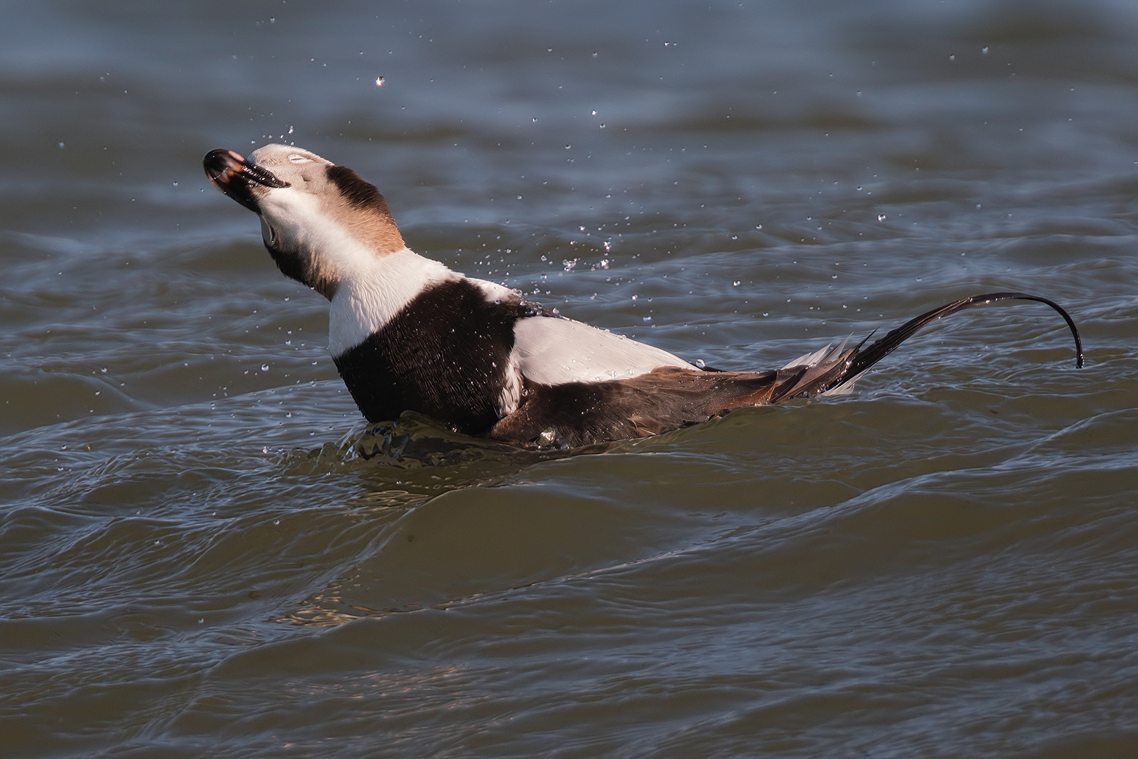 Nature & Wildlife - Photography - FM Forums