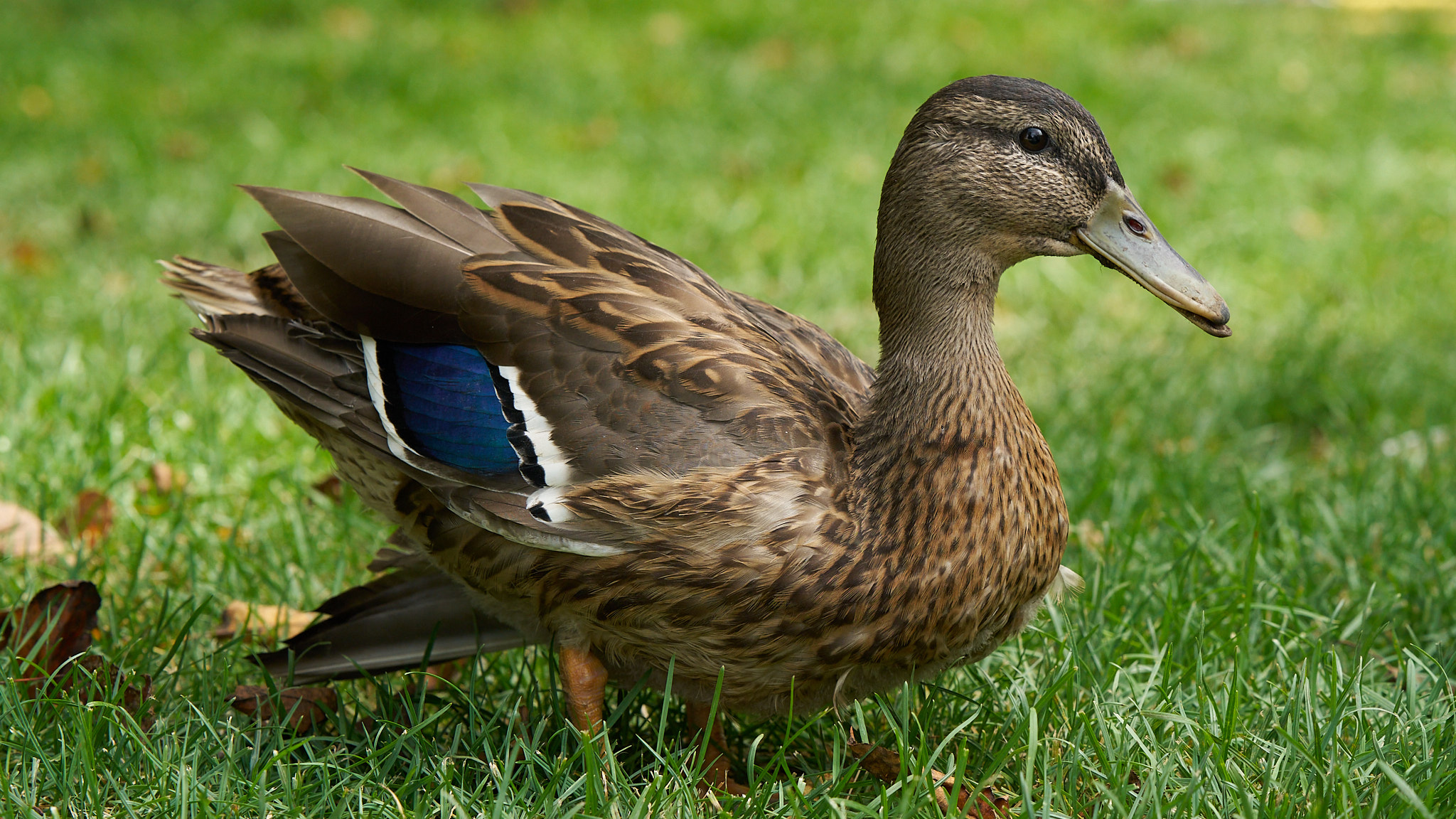 Annie the duck - FM Forums