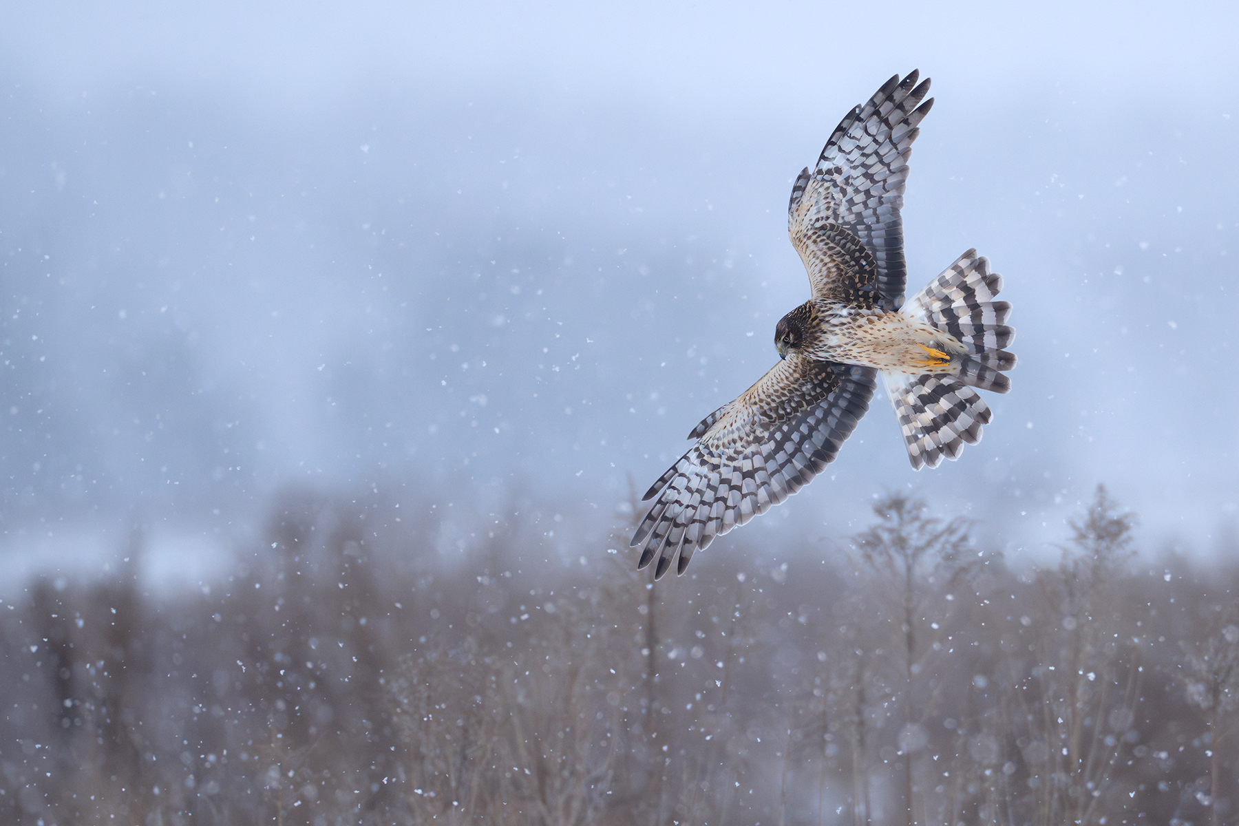 Nature & Wildlife - Photography - FM Forums