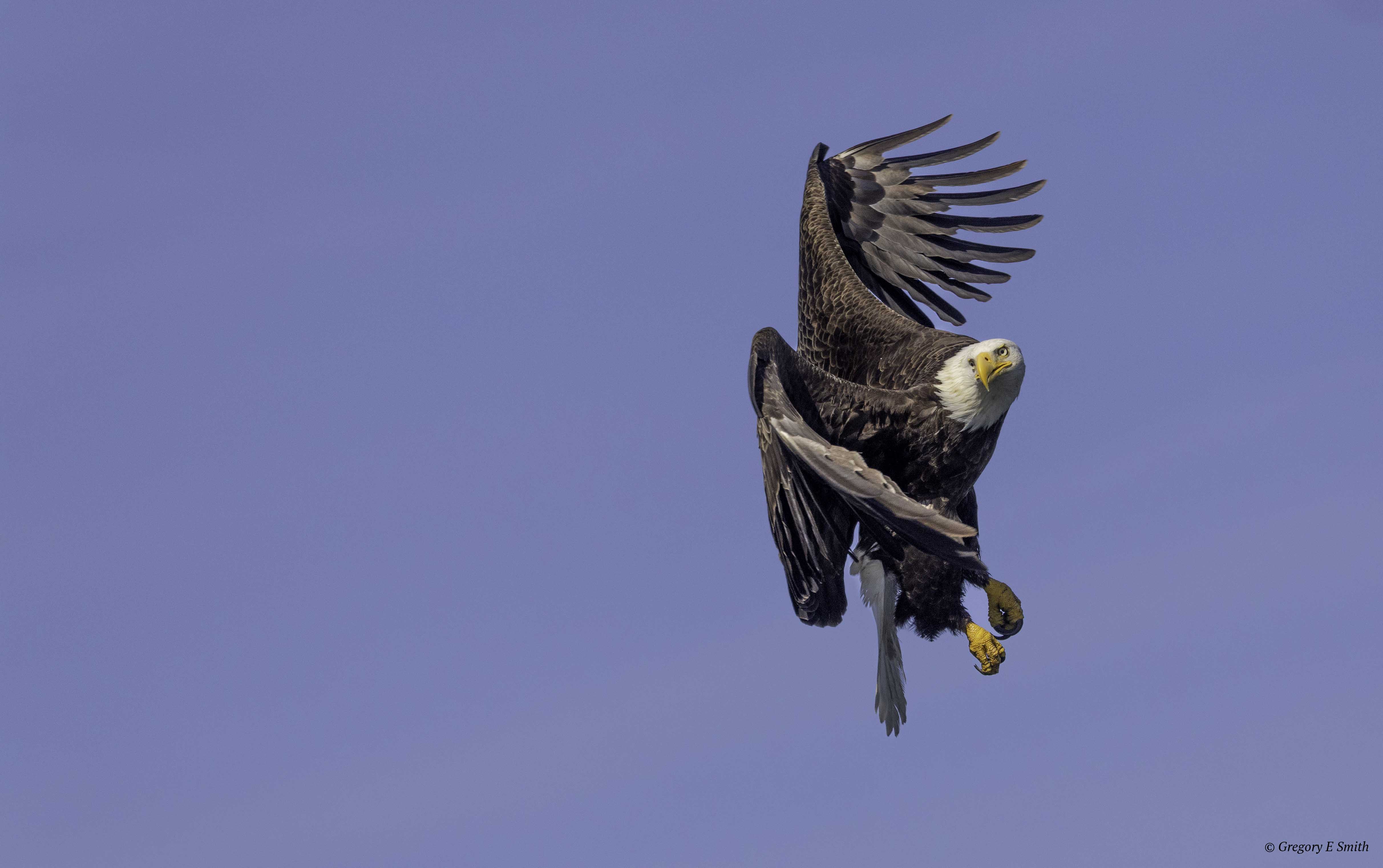 Bald Eagles - Nature & Wildlife - Photography - FM Forums