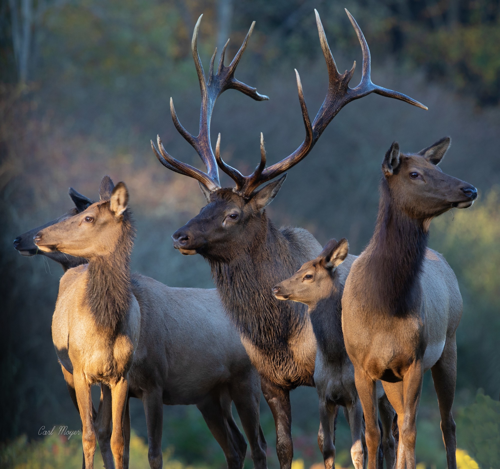 Nature & Wildlife - Photography - FM Forums
