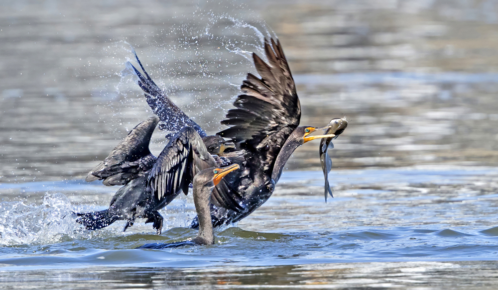 Nature & Wildlife - Photography - FM Forums