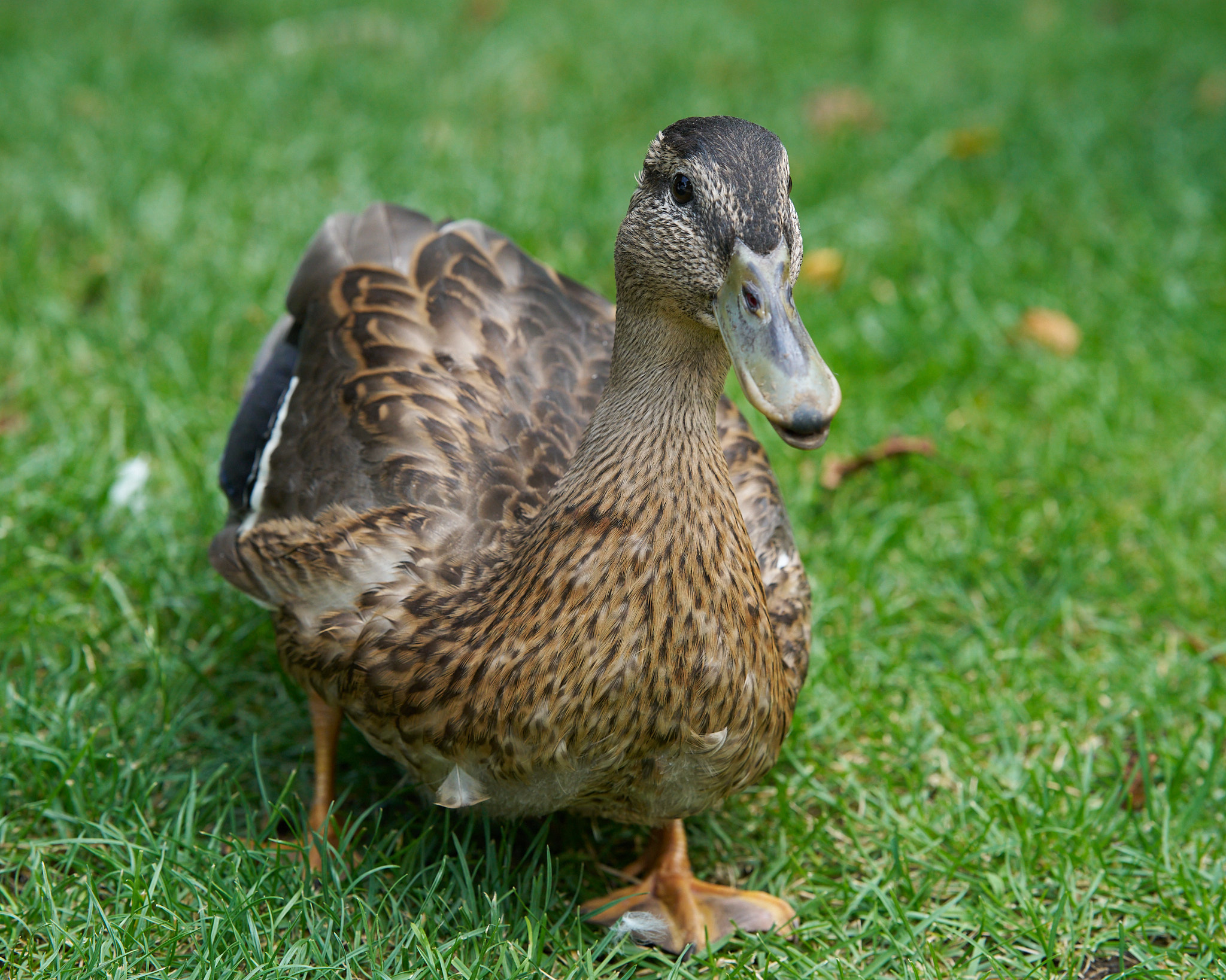 Annie the duck - FM Forums