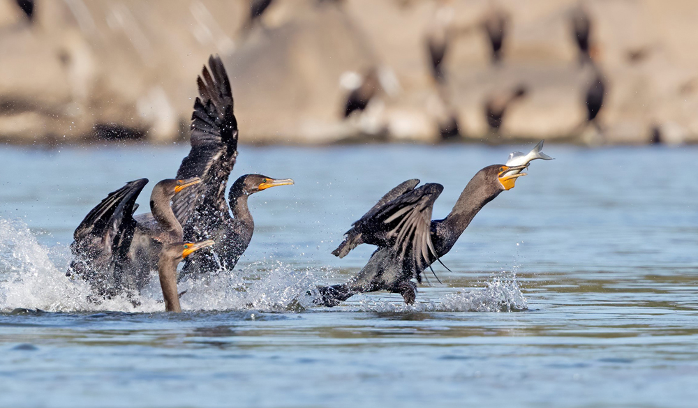 Nature & Wildlife - Photography - FM Forums