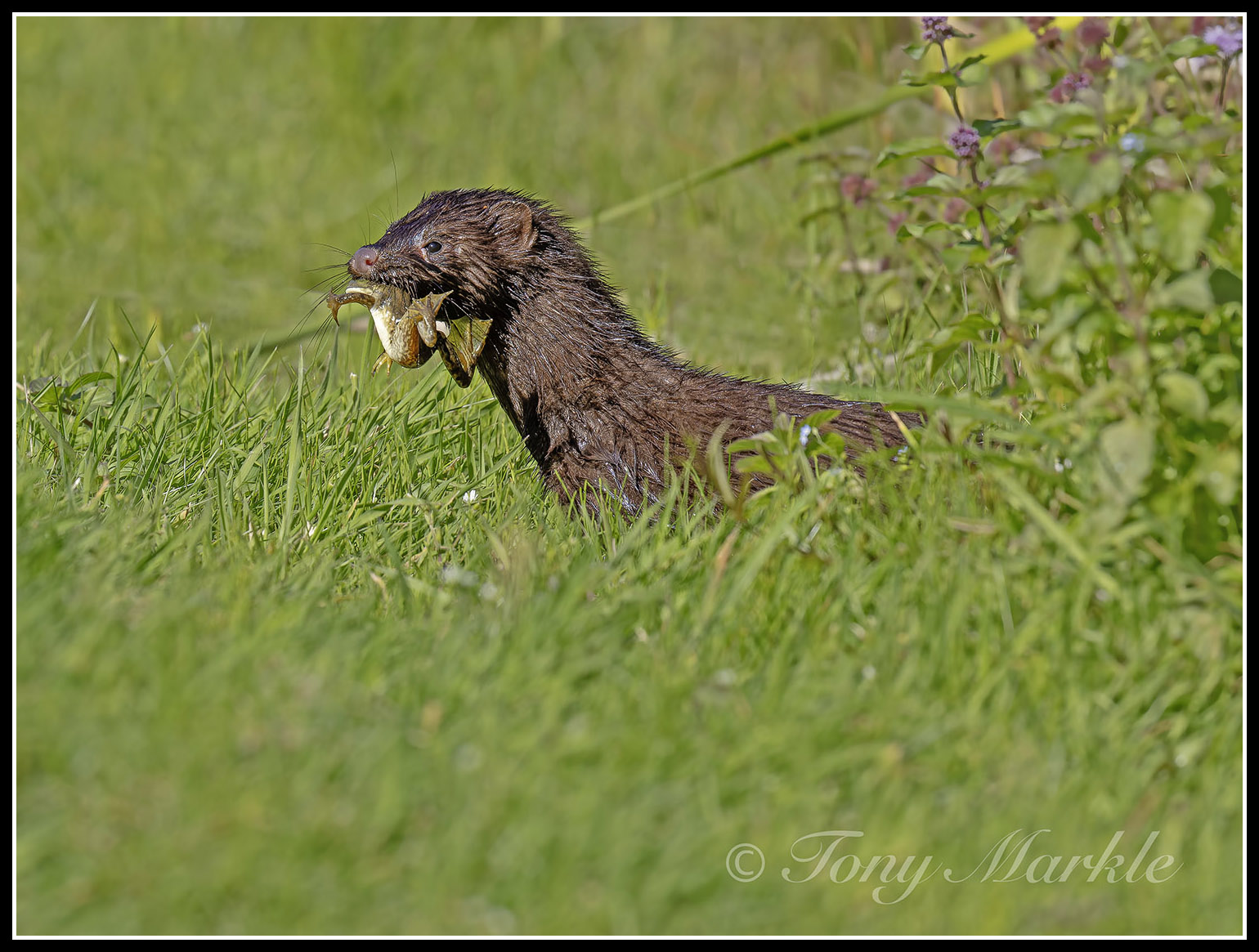 Mink from the vault - Part 1 - 9 images - Nature & Wildlife ...