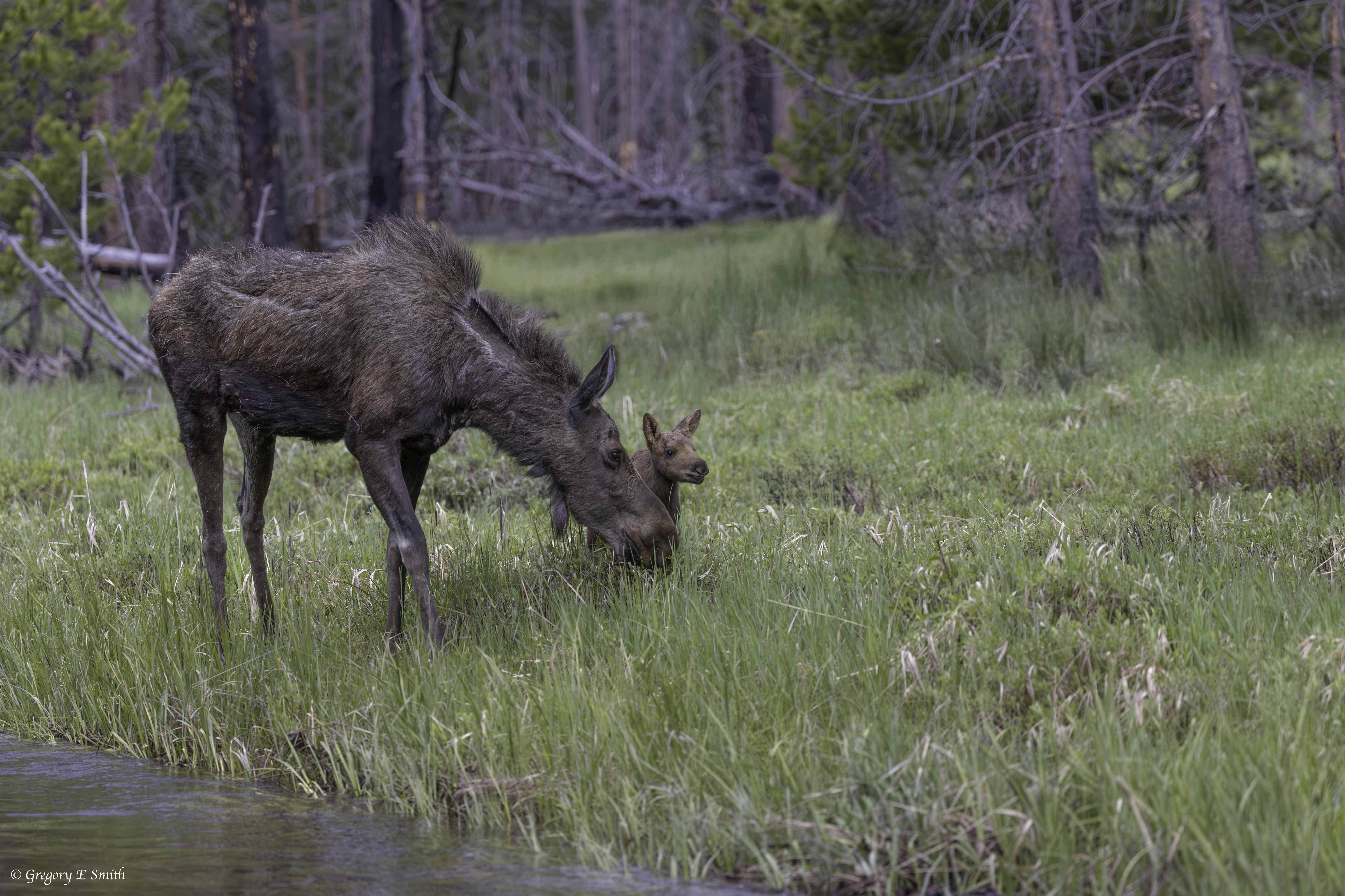 Newborn Moose Calf - Nature & Wildlife - Photography - FM Forums