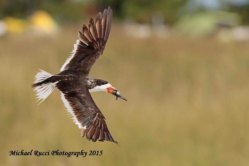 Nature & Wildlife - Photography - FM Forums