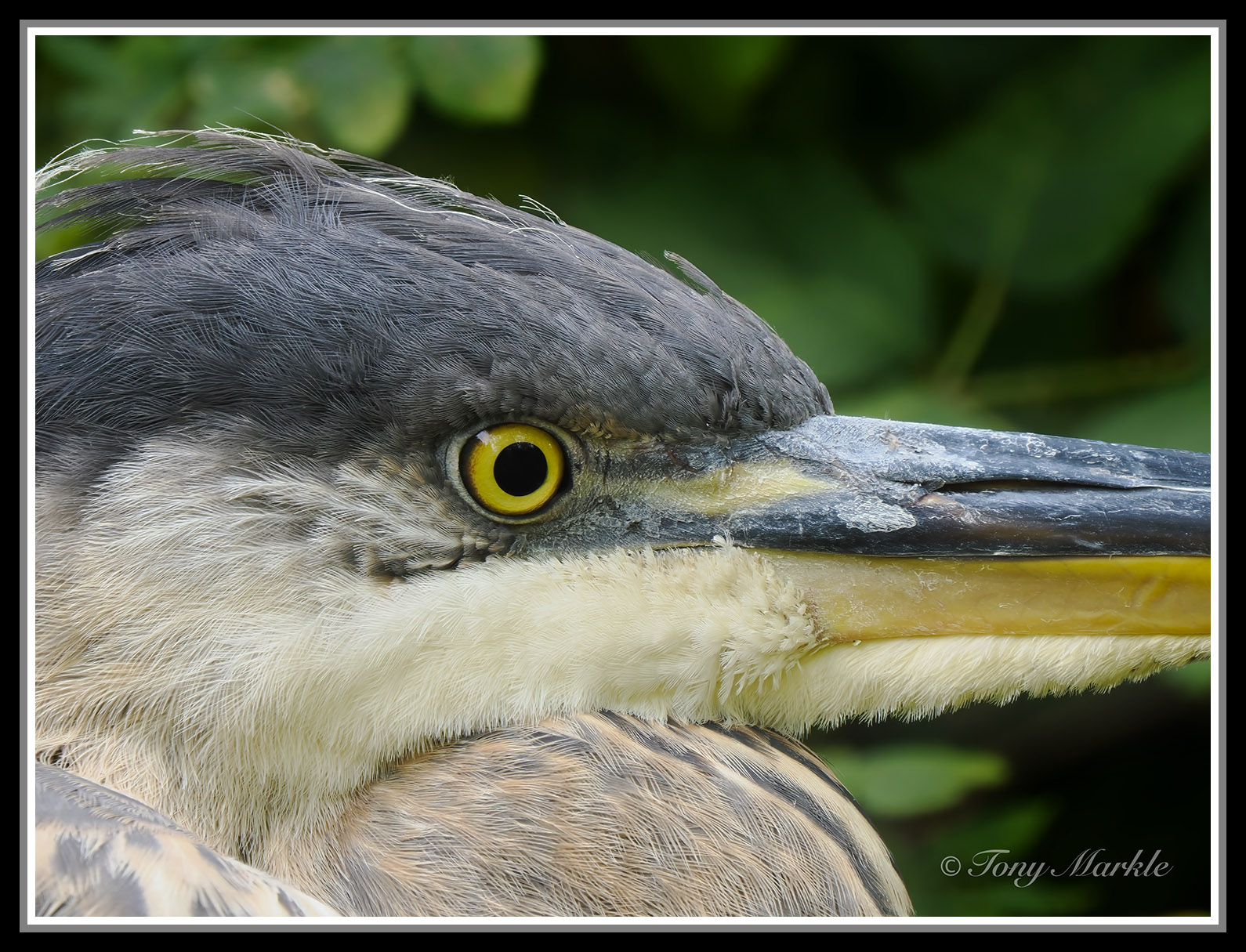 Resizing & Pixelation - Post-processing & Printing - Photography - FM Forums