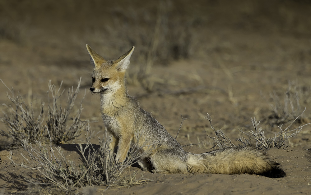 Nature & Wildlife - Photography - FM Forums