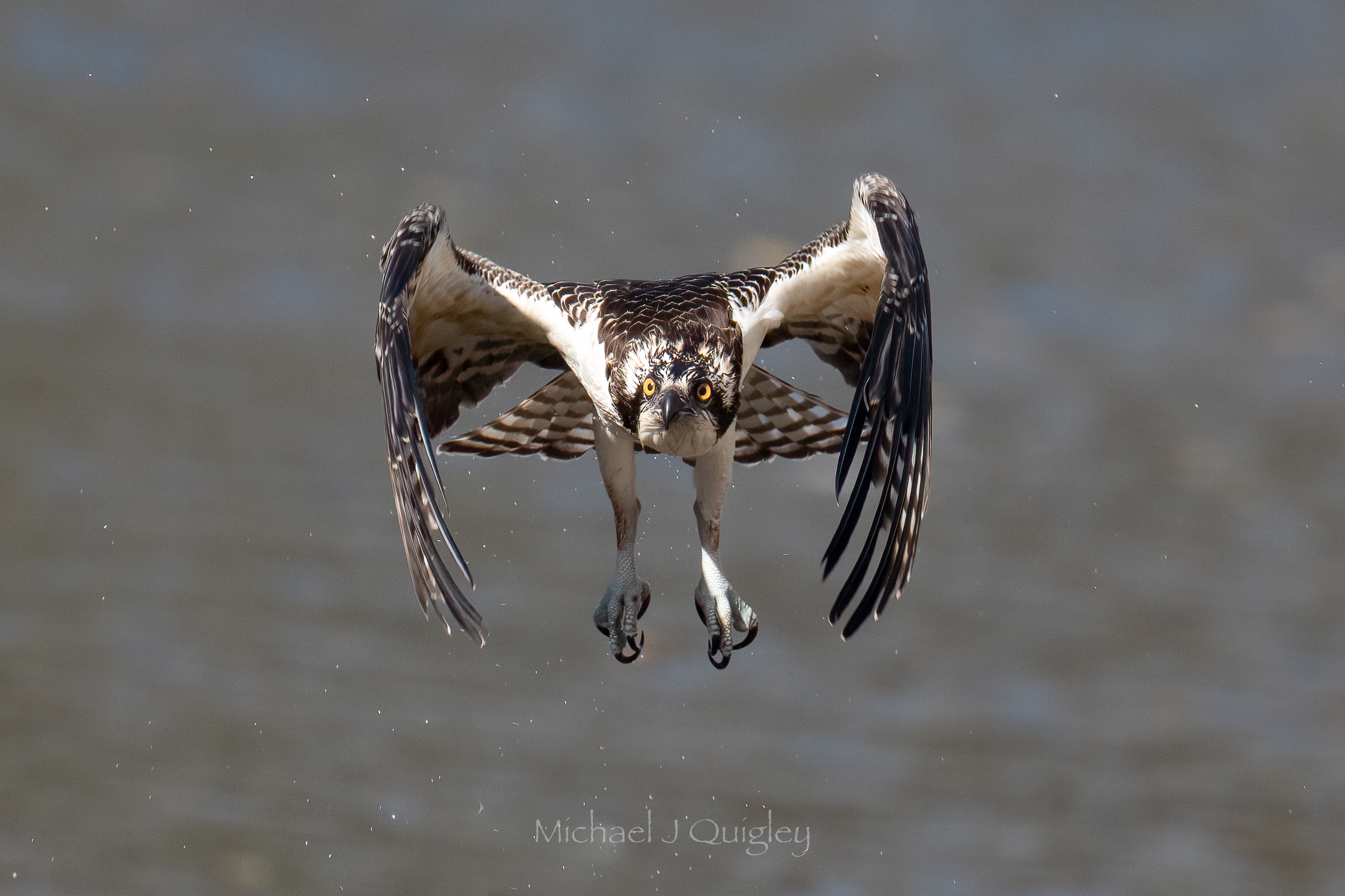 Fall Osprey fishing - FM Forums
