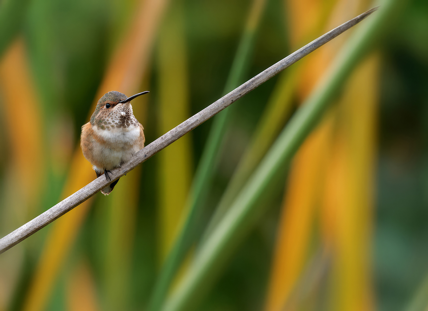 Nature & Wildlife - Photography - FM Forums