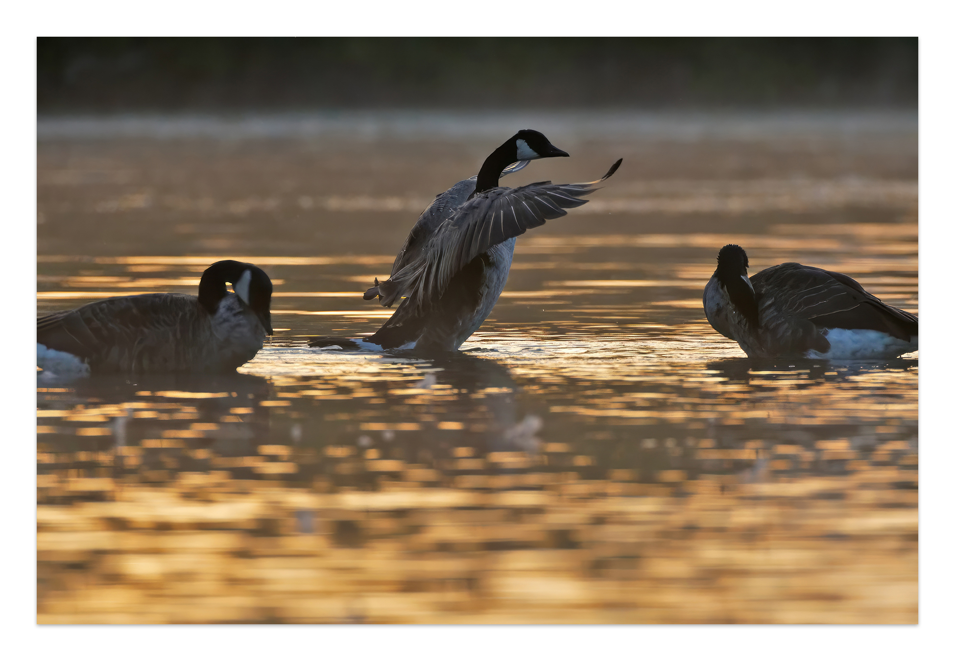 Sunrise at the lagoon - Nature & Wildlife - Photography - FM Forums