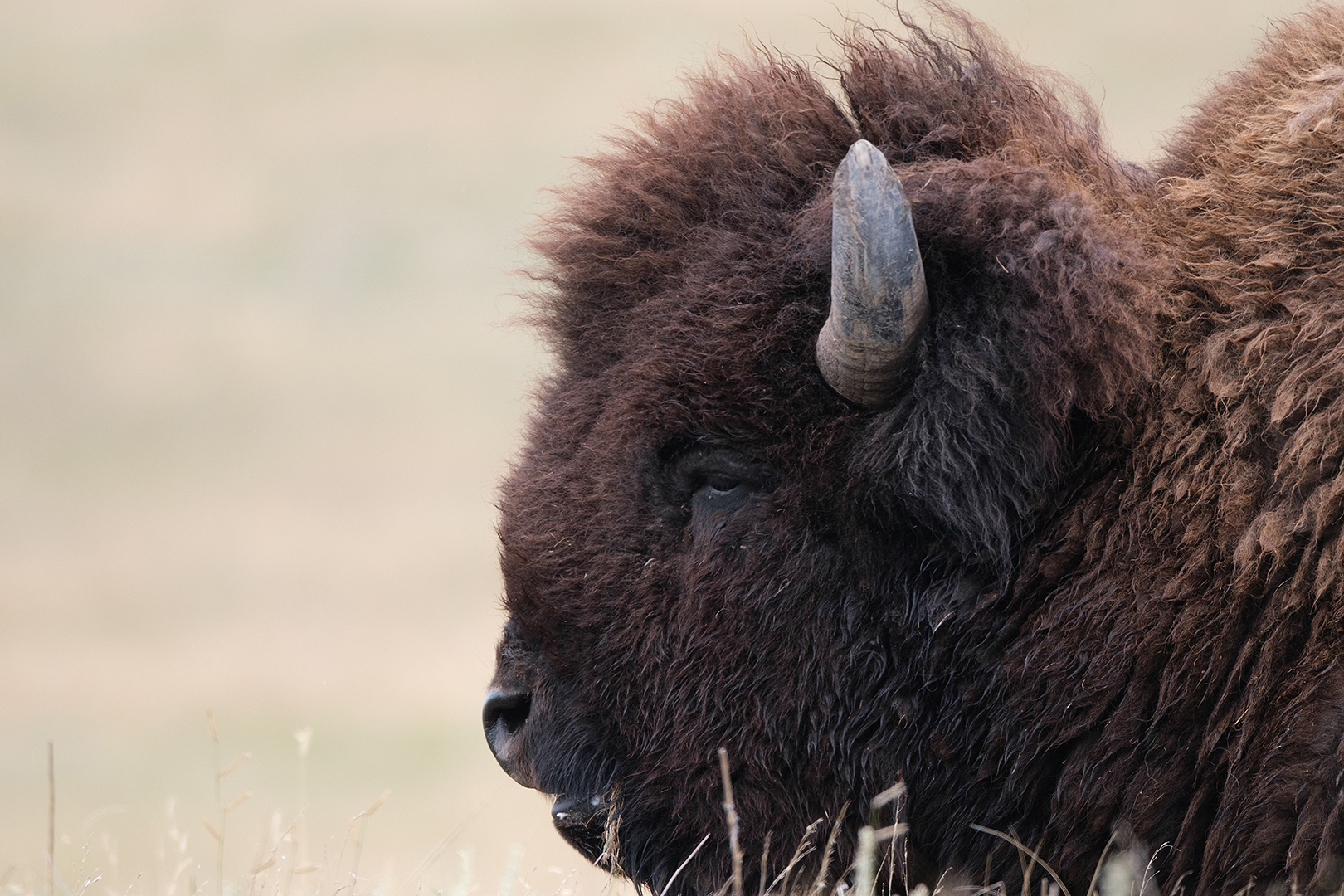 Bison - Nature & Wildlife - Photography - FM Forums