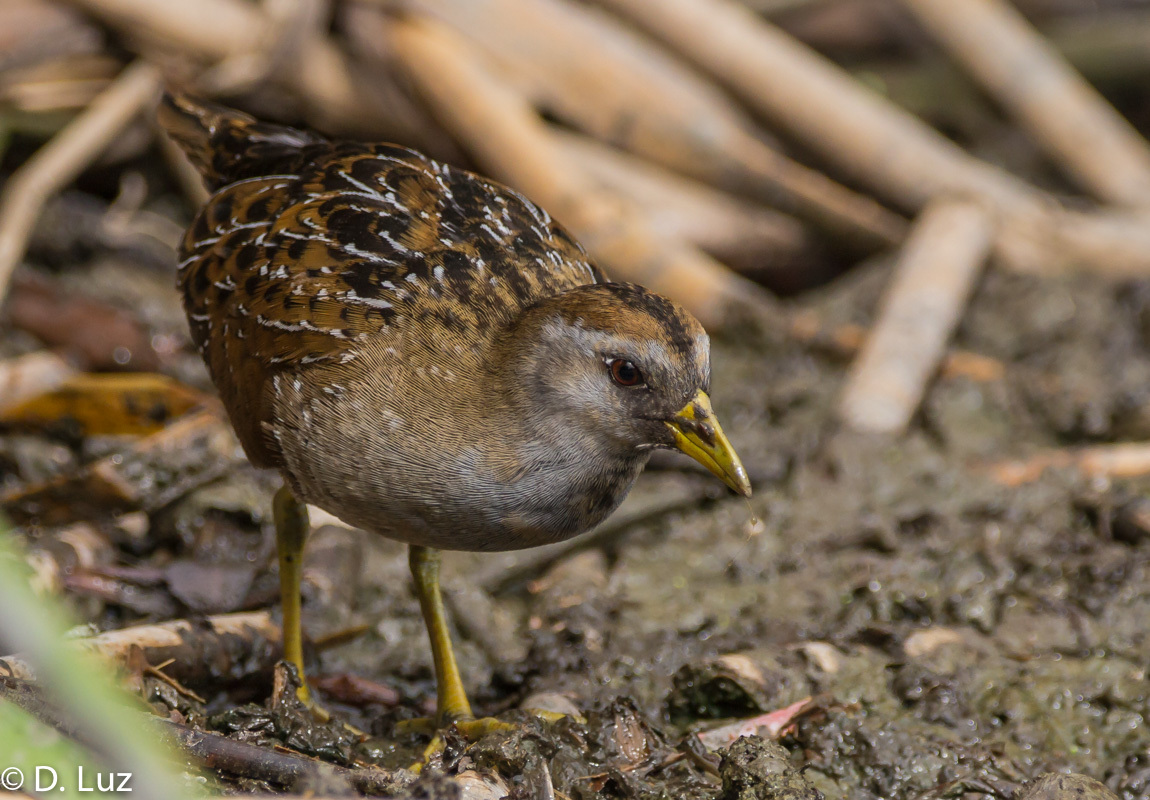 Nature & Wildlife - Photography - FM Forums