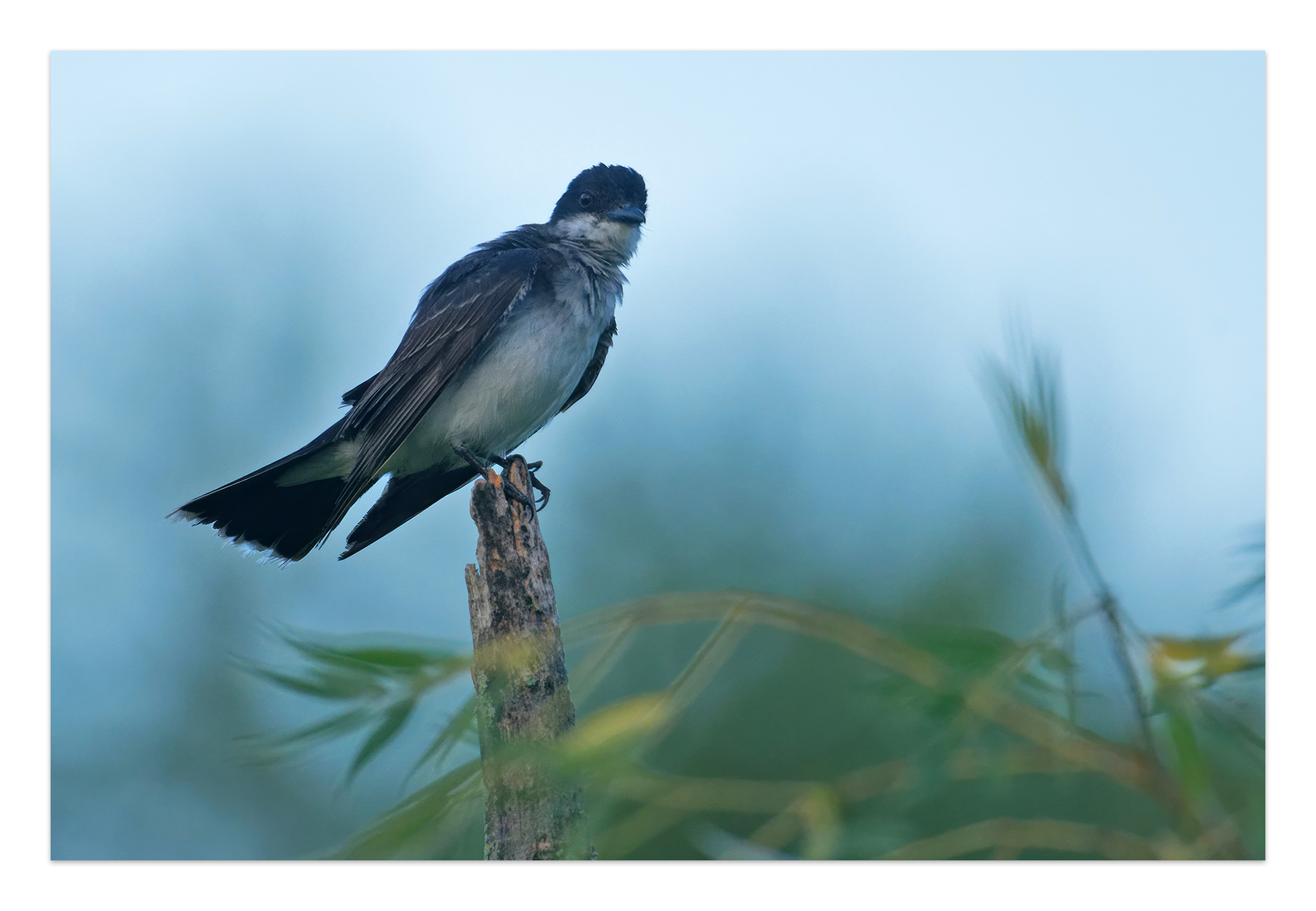 Sunrise at the lagoon - Nature & Wildlife - Photography - FM Forums