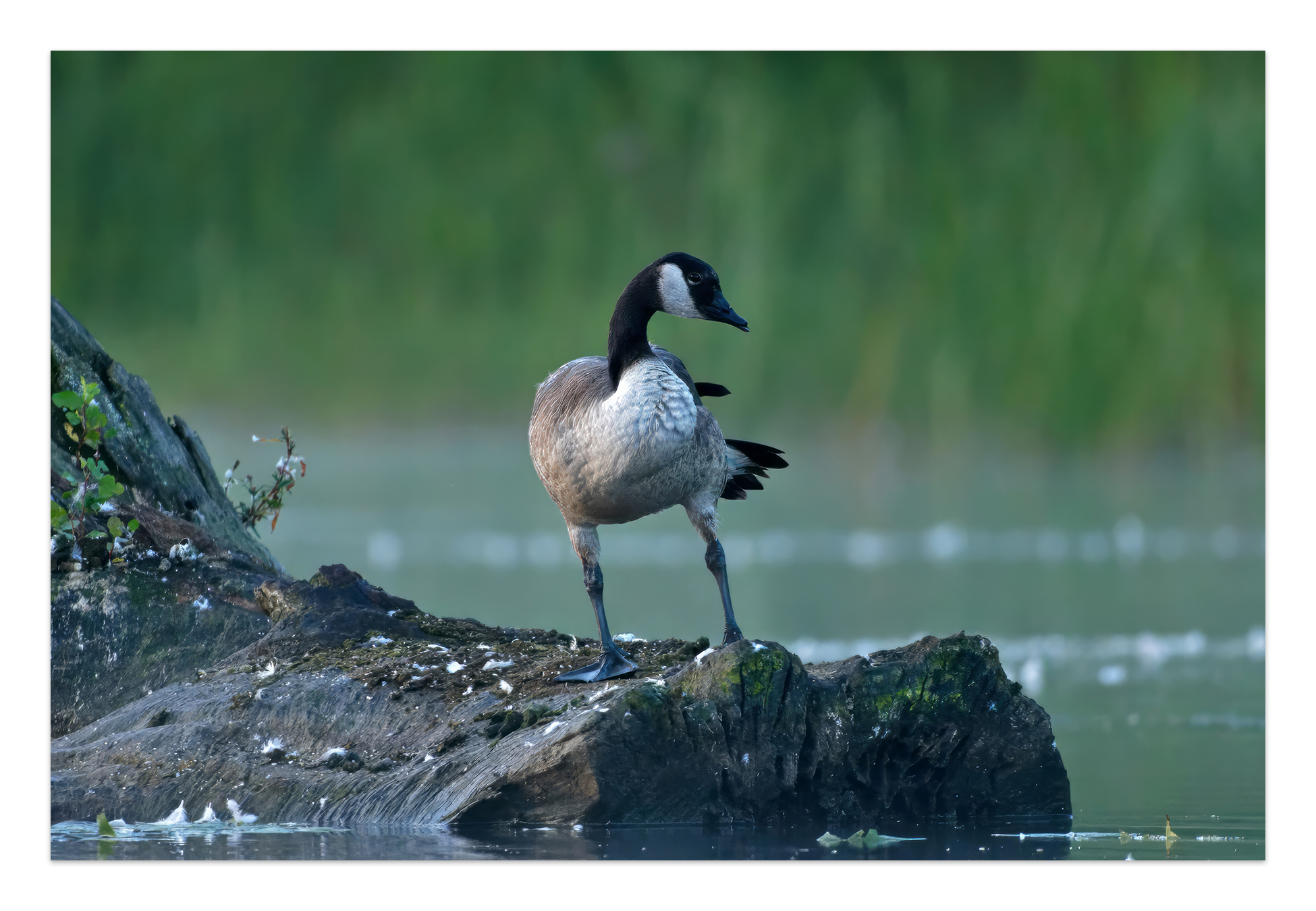 Sunrise at the lagoon - Nature & Wildlife - Photography - FM Forums