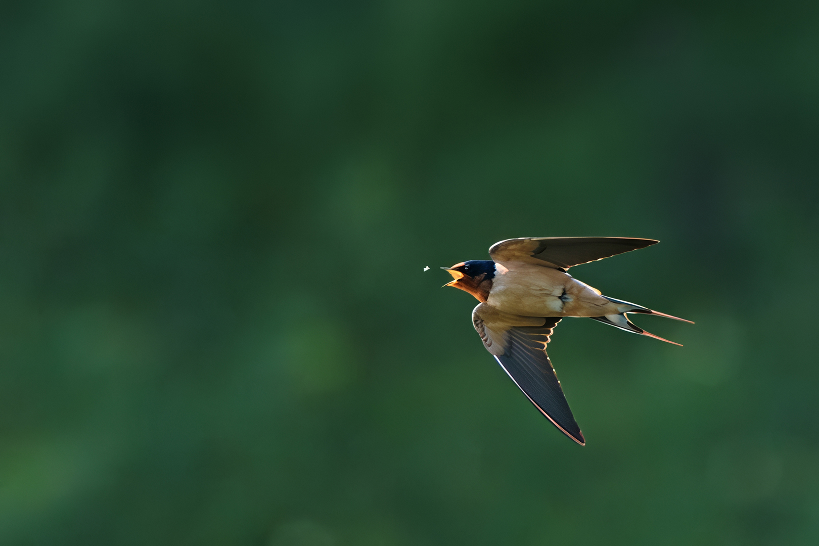 Barn Swallows - Nature & Wildlife - Photography - FM Forums