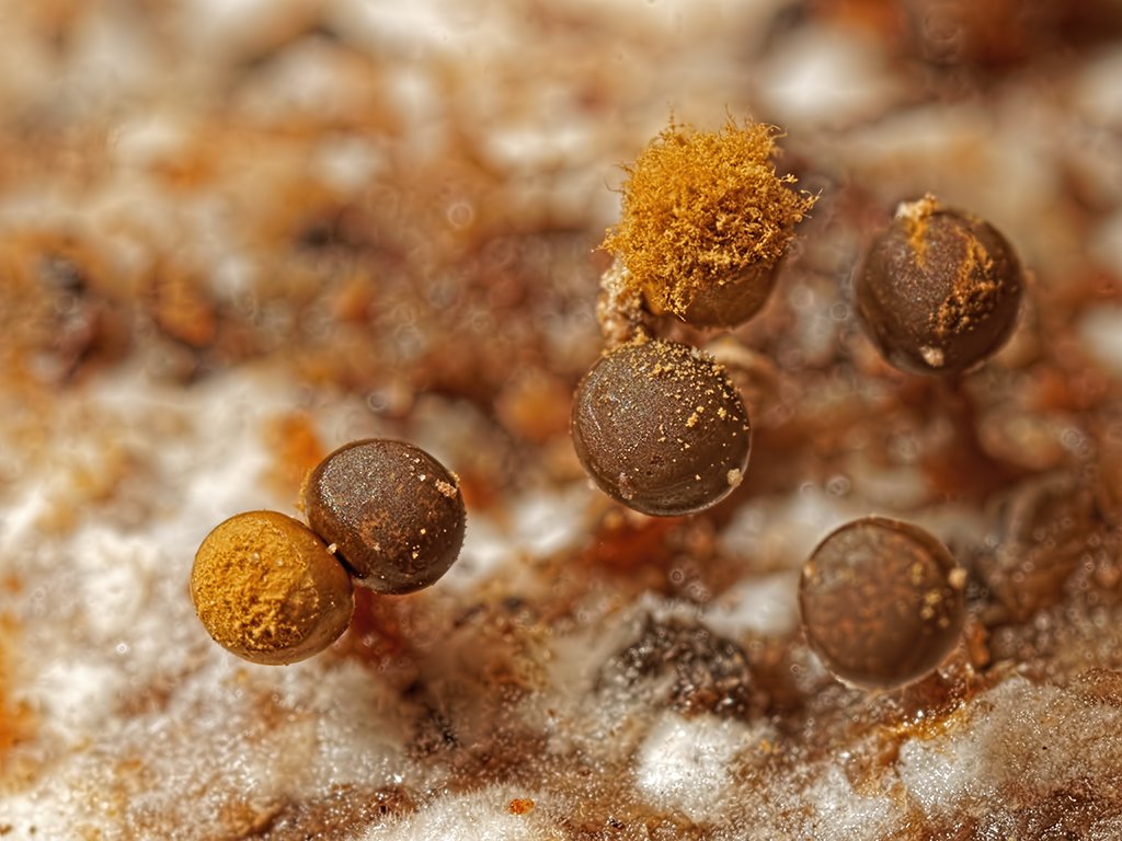 Macro World - Photography - FM Forums