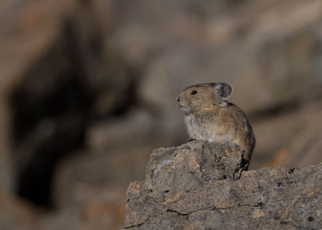 Nature & Wildlife - Photography - FM Forums