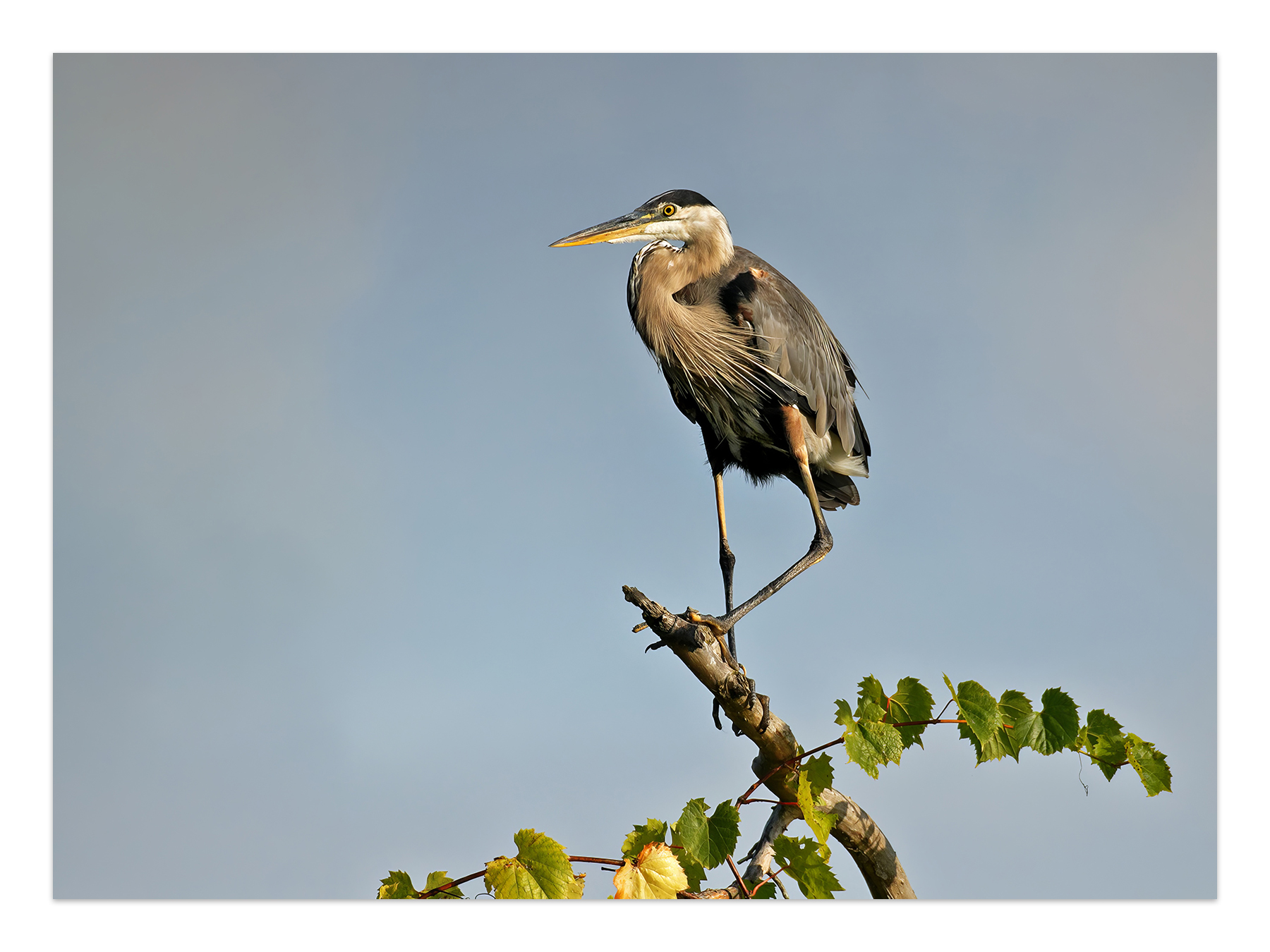 Sunrise at the lagoon - Nature & Wildlife - Photography - FM Forums