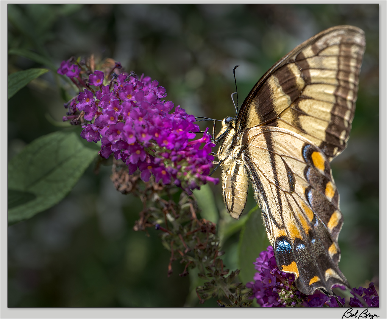 Eastern Tiger Swallowtail - Macro & Still Life - Photography - FM Forums