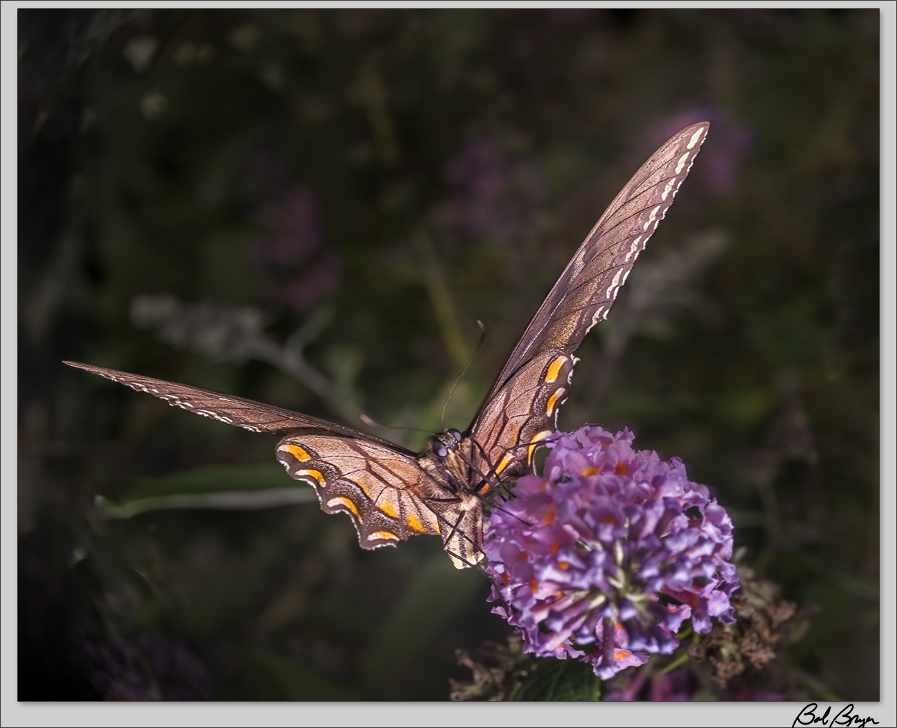 Swallowtail Butterflies - Macro & Still Life - Photography - FM Forums
