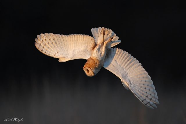 Nature & Wildlife - Photography - FM Forums