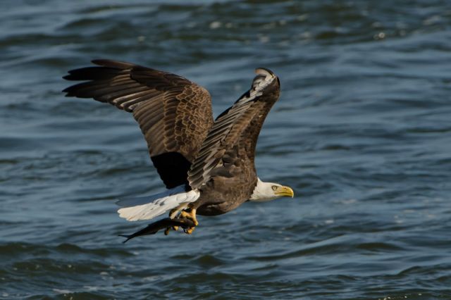 Eagle walking on water - FM Forums