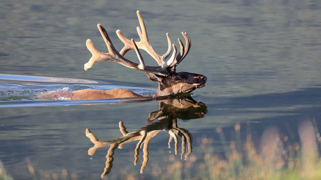Nature & Wildlife - Photography - FM Forums