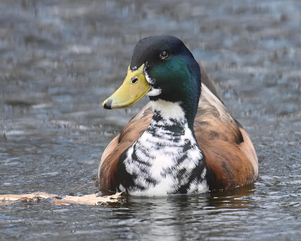 Nature & Wildlife - Photography - FM Forums