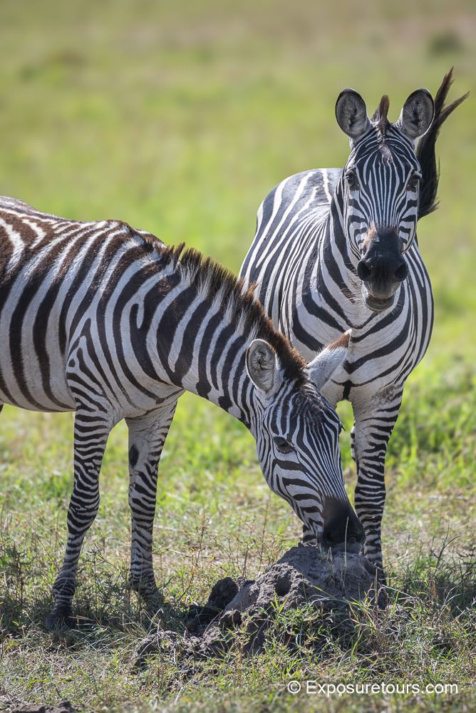Nature & Wildlife - Photography - FM Forums