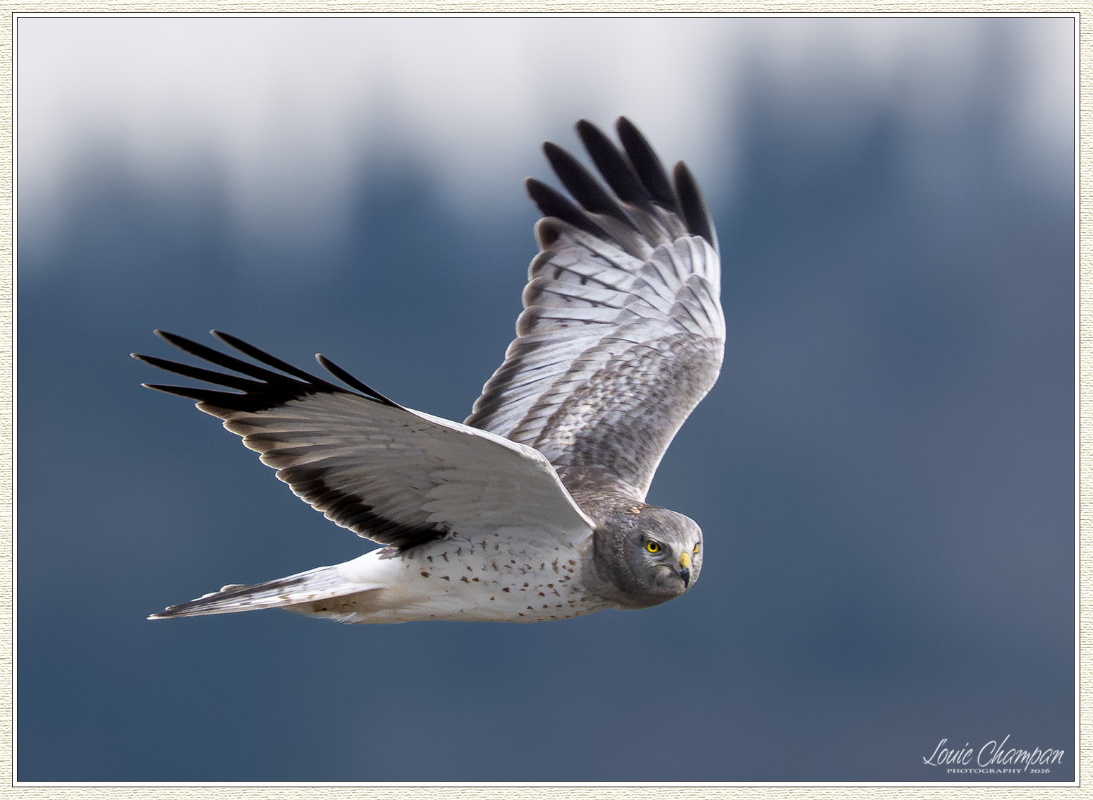Male Northern Harrier...Gray Ghost - Nature & Wildlife - Photography ...