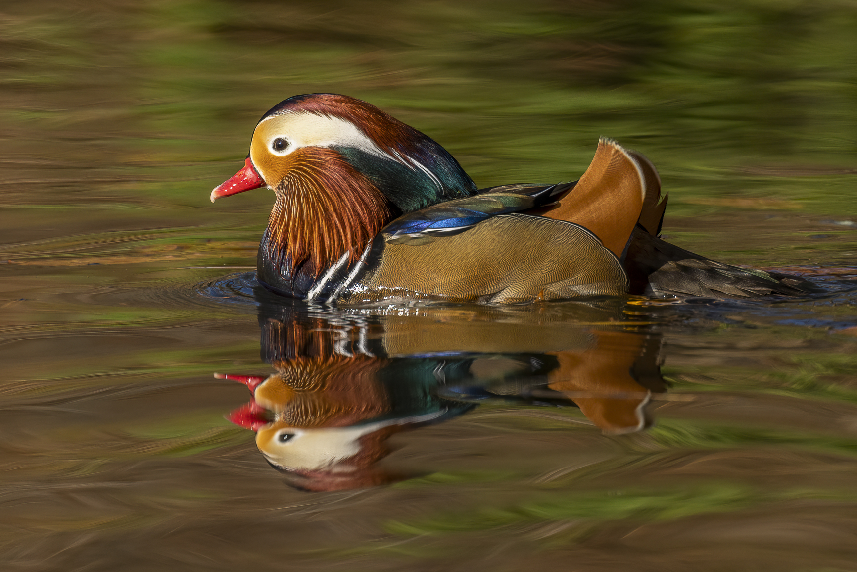 Nature & Wildlife - Photography - FM Forums