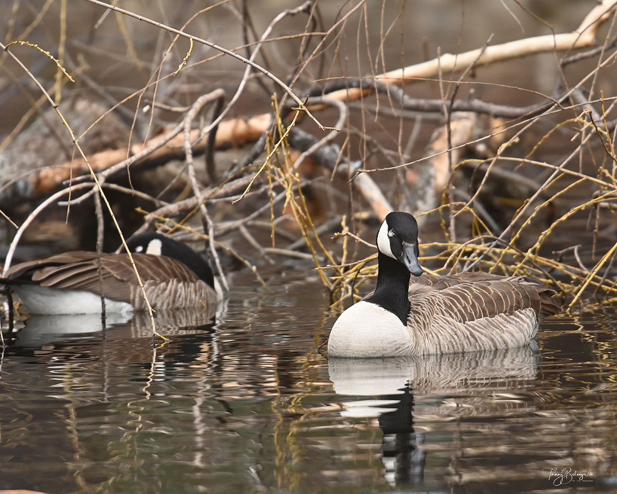 Nature & Wildlife - Photography - FM Forums