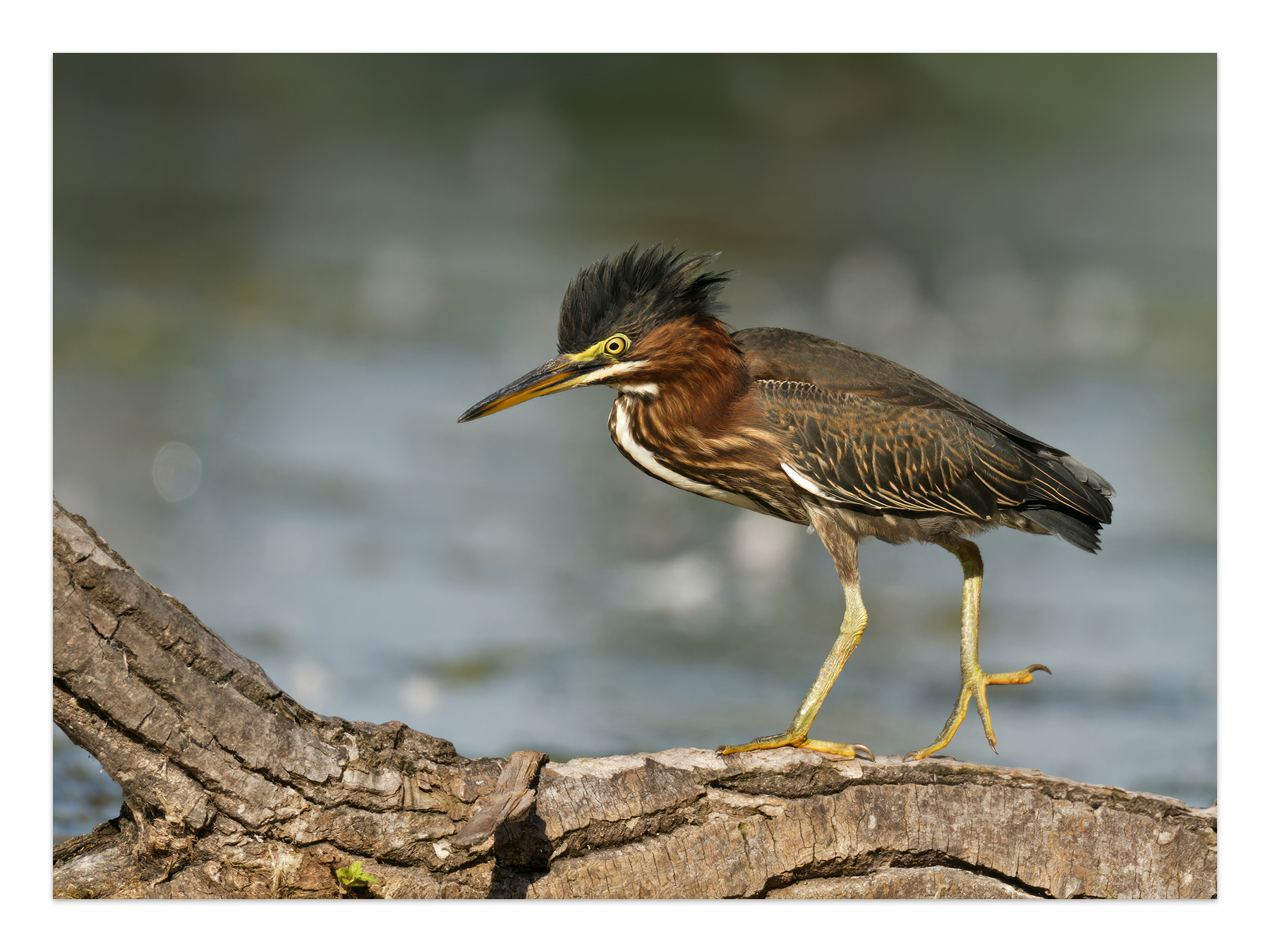 Sunrise at the lagoon - Nature & Wildlife - Photography - FM Forums