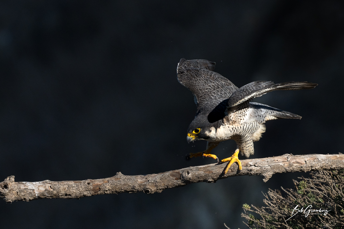 Peregrine Falcons at Pt. Fermin - Nature & Wildlife - Photography - FM ...