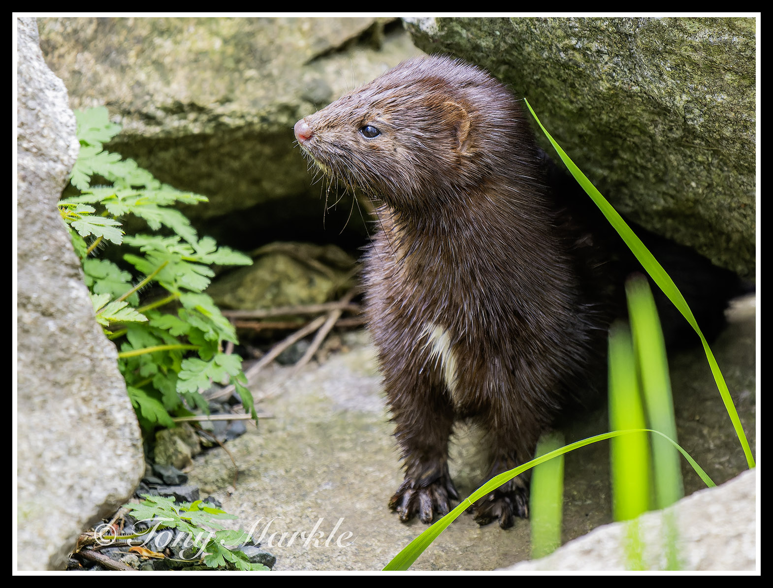 Nature & Wildlife - Photography - FM Forums
