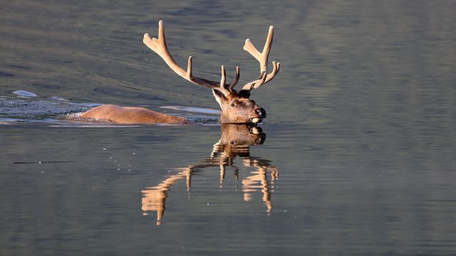 Nature & Wildlife - Photography - FM Forums