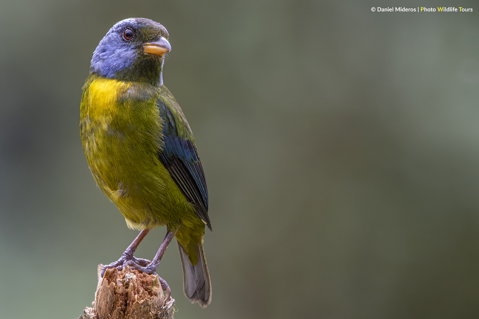Moss-backed Tanager, Choco - Ecuador - FM Forums