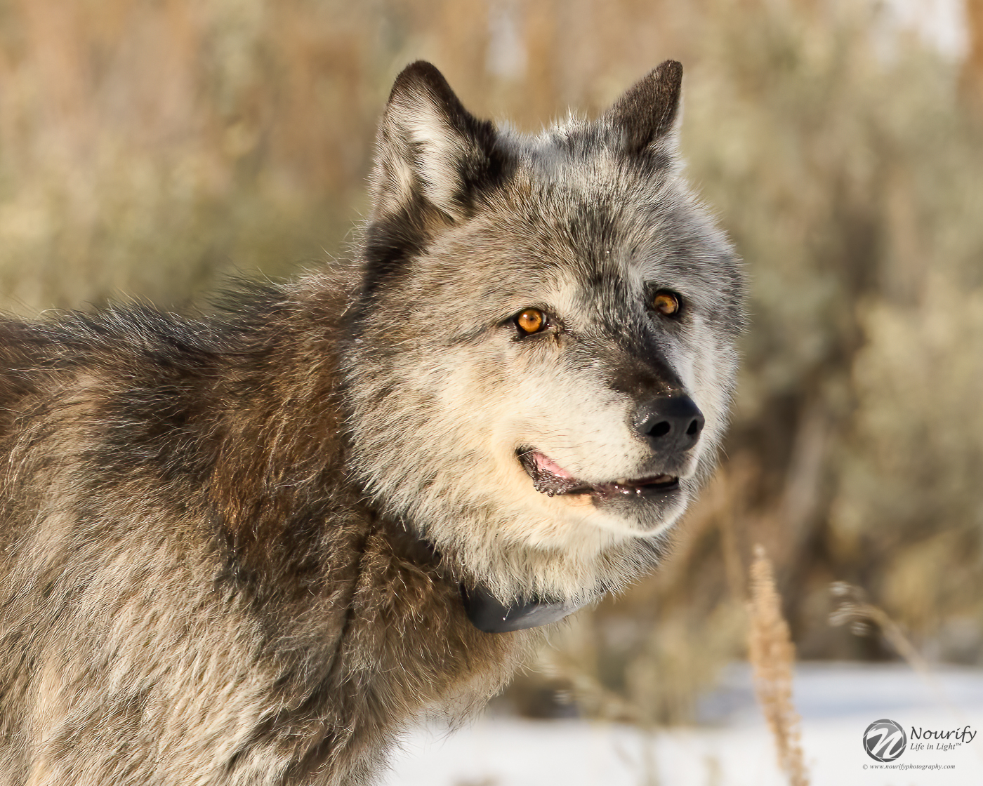 Grey Wolf With Yellow Eyes