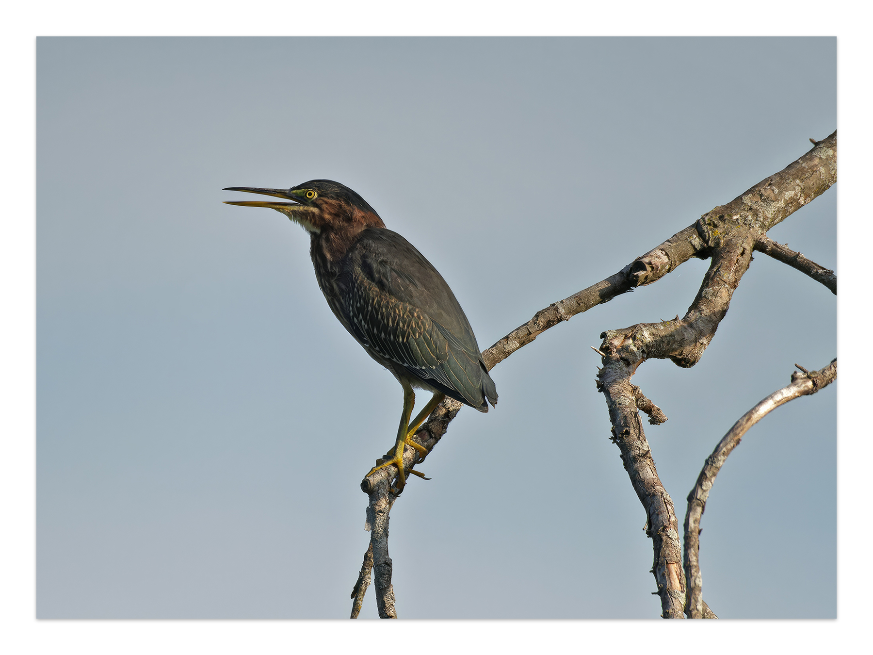 Sunrise at the lagoon - Nature & Wildlife - Photography - FM Forums