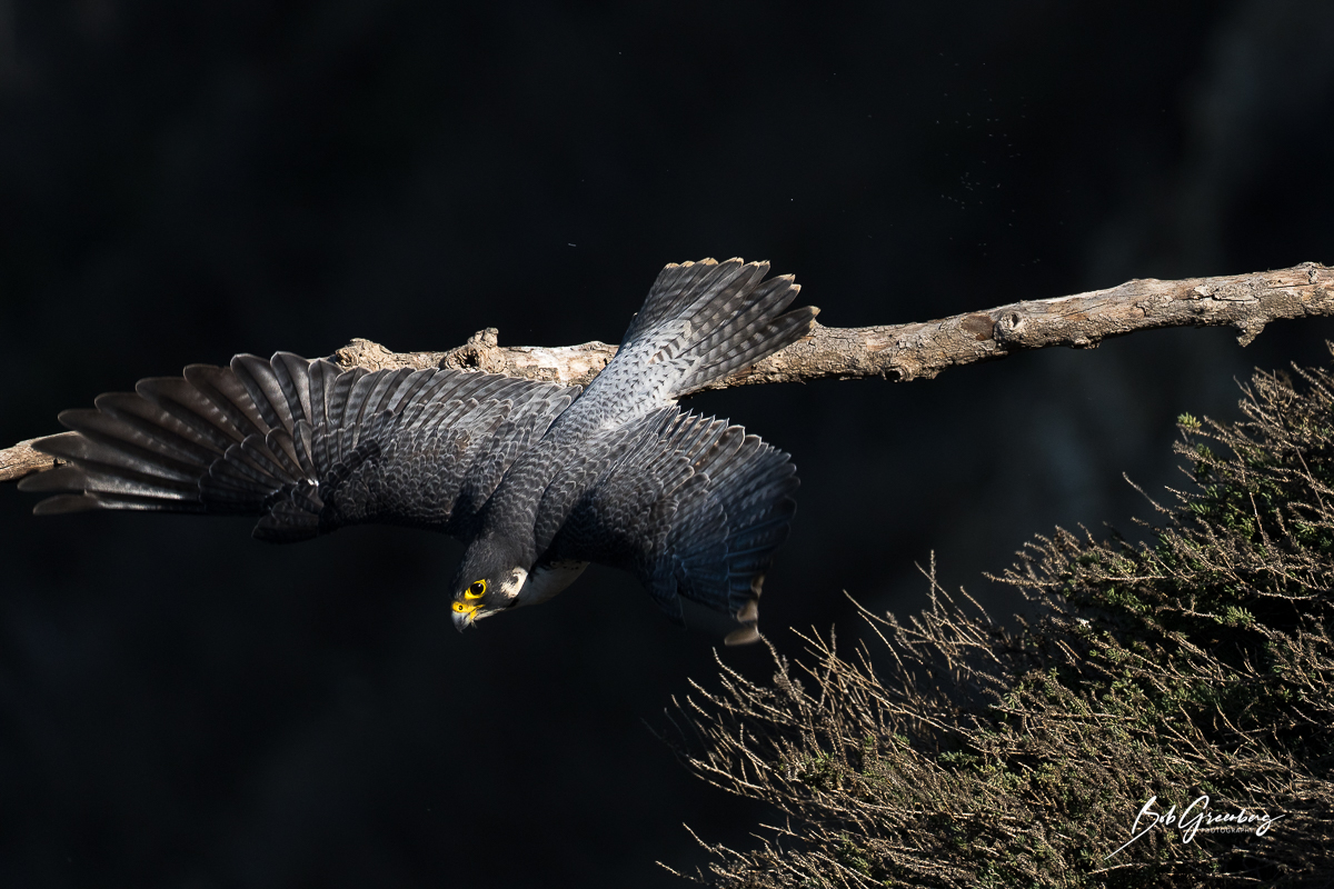 Peregrine Falcons at Pt. Fermin - Nature & Wildlife - Photography - FM ...