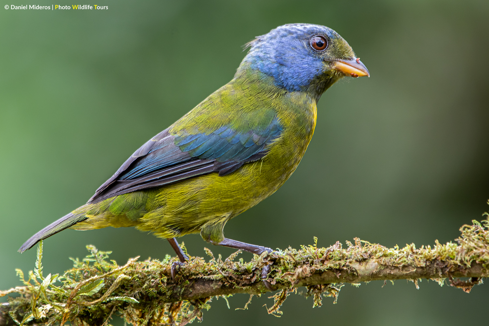 Moss-backed Tanager, Choco - Ecuador - FM Forums