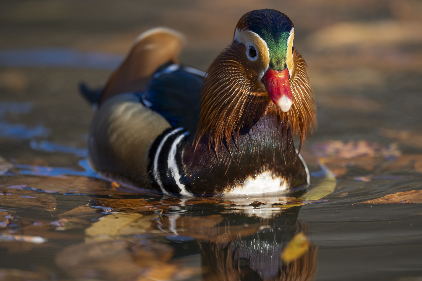 Nature & Wildlife - Photography - FM Forums