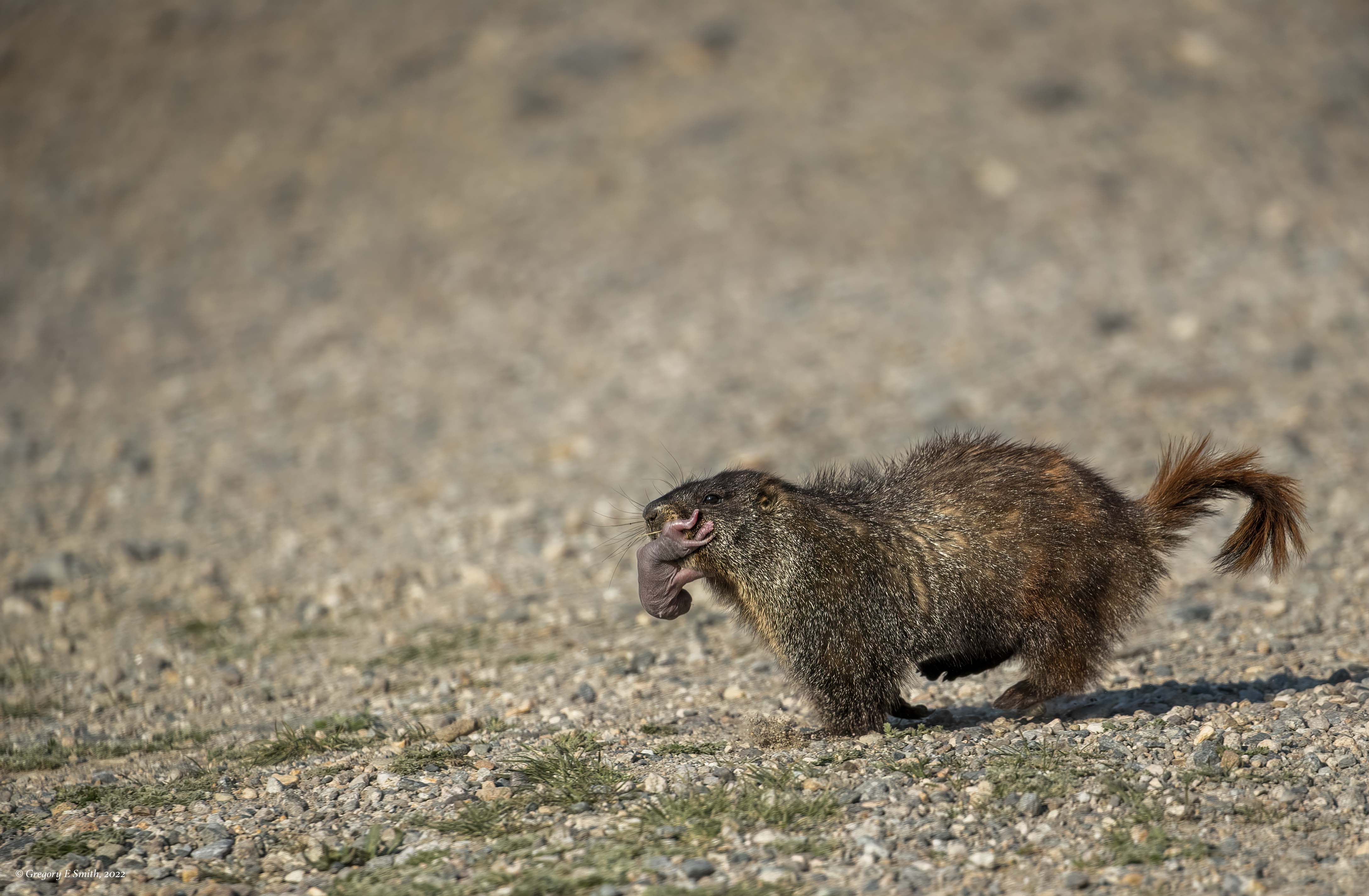 Nature & Wildlife - Photography - FM Forums