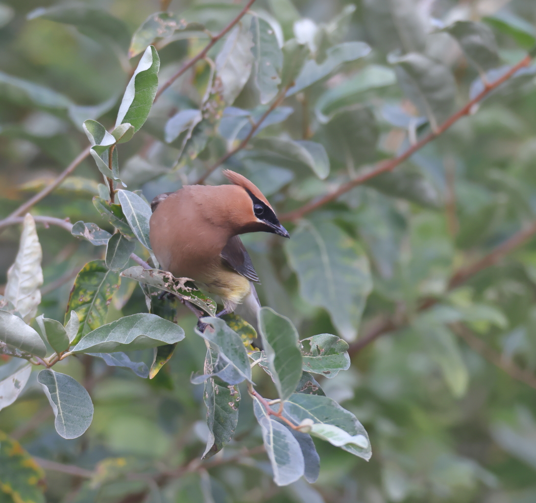 first cedar waxwings - FM Forums